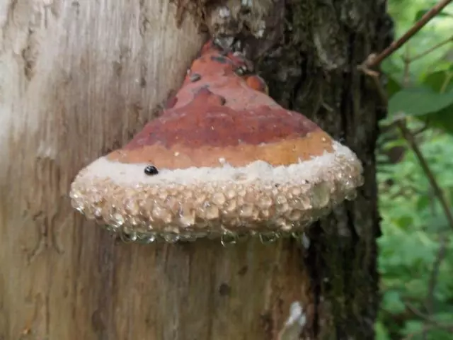 Poliporo bordeado (piñeiro, esponxa de madeira, Fomitopsis pinicola): como se ve, onde e como crece, papel no ecosistema, medidas de control 5849_2