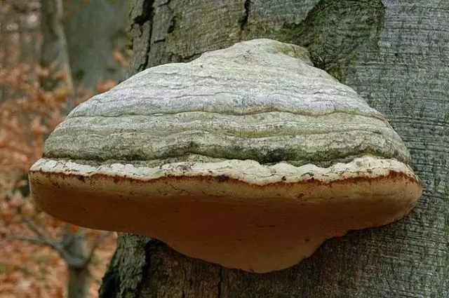 Szegélyű polifóra (fenyő, fapiskóta, Fomitopsis pinicola): hogyan néz ki, hol és hogyan nő, szerepe az ökoszisztémában, ellenőrzési intézkedések 5849_3