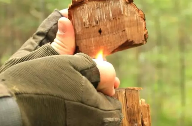 Poliporo bordeado (piñeiro, esponxa de madeira, Fomitopsis pinicola): como se ve, onde e como crece, papel no ecosistema, medidas de control 5849_6