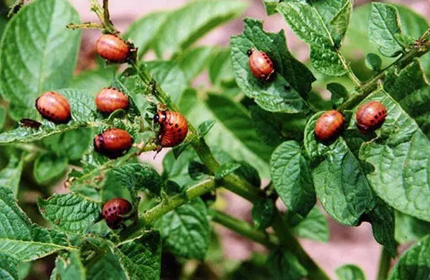 Clotiamet vum Colorado Kartoffelkäfer: Bewäertungen 5854_1