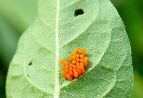 Clotiamet vum Colorado Kartoffelkäfer: Bewäertungen 5854_2