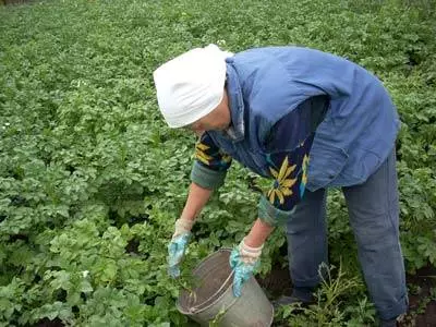 Clotiamet gikan sa bakukang sa patatas sa Colorado: mga pagsusi 5854_3