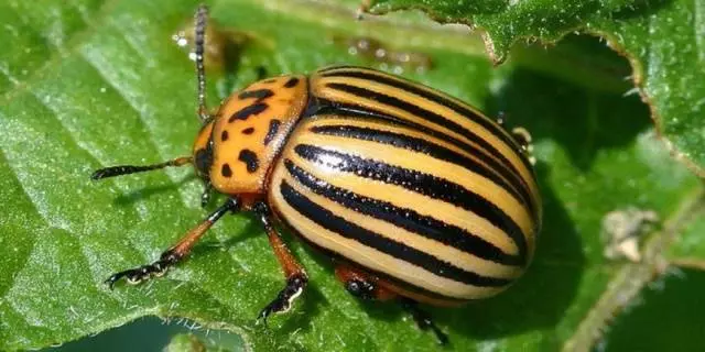 Umbulali ovela kwi-Colorado potato beetle: imiyalelo 5867_1