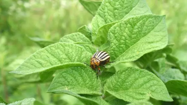 Umbulali ovela kwi-Colorado potato beetle: imiyalelo 5867_3