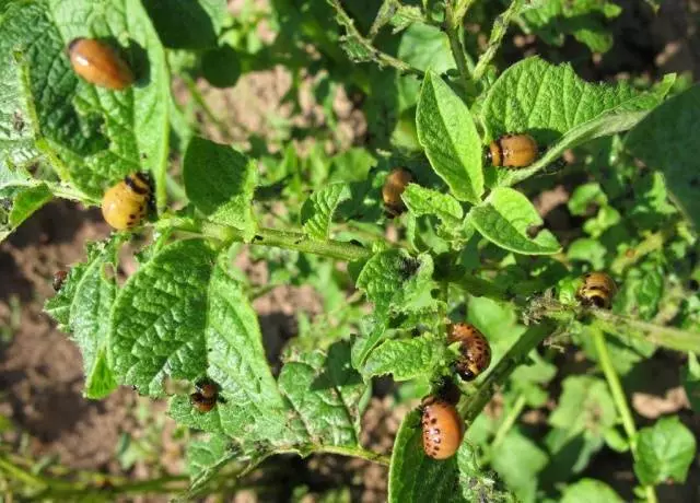 Umbulali ovela kwi-Colorado potato beetle: imiyalelo 5867_5