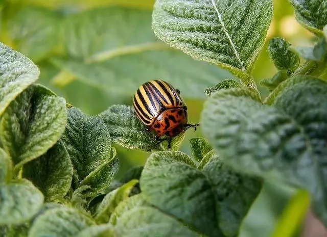 Umbulali ovela kwi-Colorado potato beetle: imiyalelo 5867_6