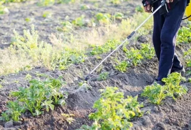 Žudikas iš Kolorado vabalo: instrukcijos 5867_9