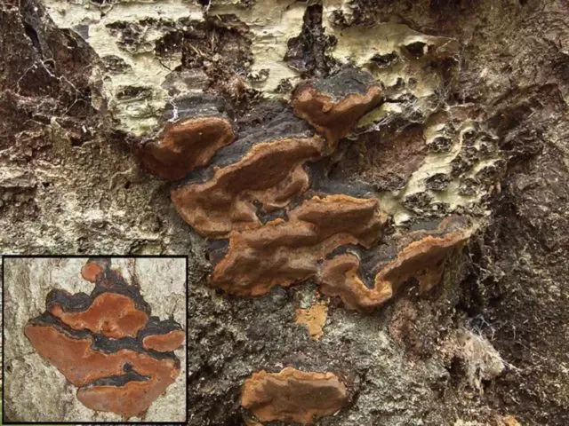 UPhellinus emnyama-avalelwe (Tinder emnyama-confined, Phellinus nigrolimitatus): ijongeka kanjani, phi kwaye ikhula njani, iyatyiwa okanye hayi 5873_1