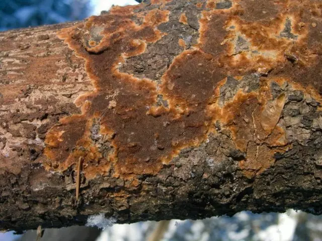 Phellinus dubh-teoranta (Tinder dubh-teoranta, Phellinus nigrolimitatus): conas a fhéachann sé, cá háit agus conas a fhásann sé, inite nó nach bhfuil 5873_3