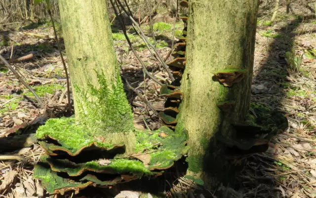 Phellinus en forma de concha: es posible comer, dónde crece, cómo se ve, foto 5874_1