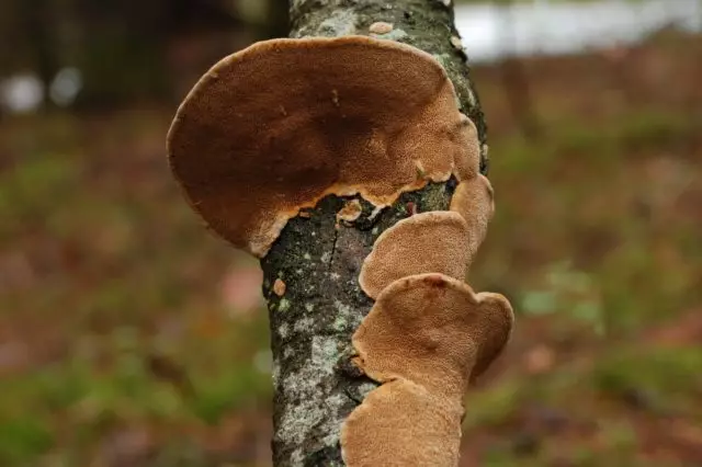 Phellinus berbentuk cangkang: adakah mungkin dimakan, di mana ia tumbuh, bagaimana rupanya, foto 5874_2