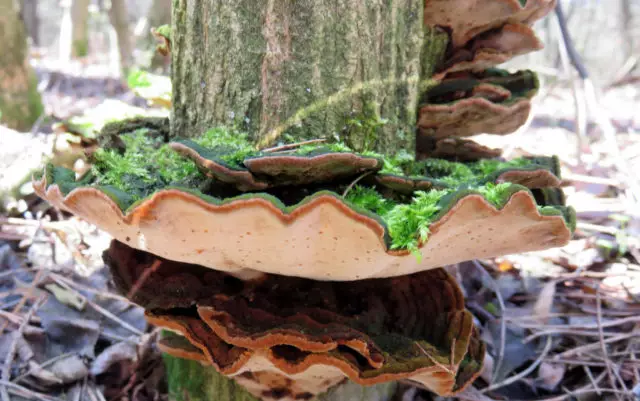 Phellinus en forma de concha: es posible comer, dónde crece, cómo se ve, foto 5874_5