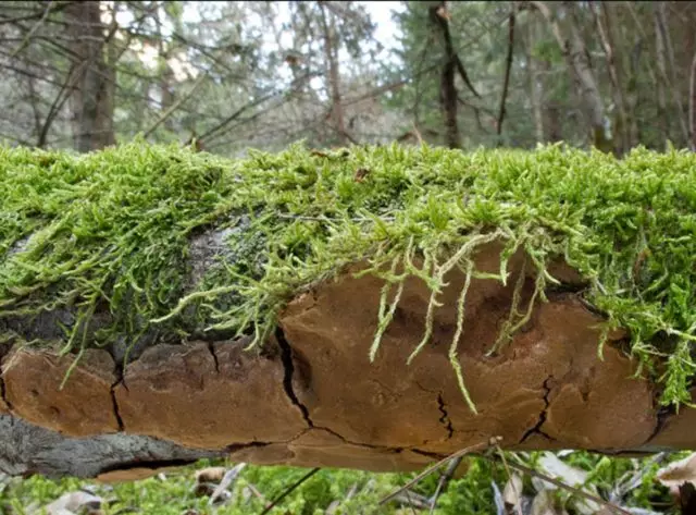 Phellinus en forma de concha: es posible comer, dónde crece, cómo se ve, foto 5874_6