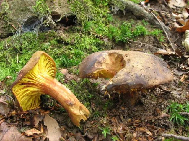 Phylloporus rose-golden: hvordan sopp ser ut, hvor og hvordan de vokser, er de spiselige eller ikke 5878_1