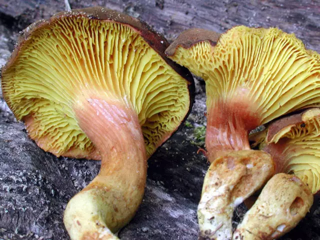 Phylloporus rose-golden: hvordan sopp ser ut, hvor og hvordan de vokser, er de spiselige eller ikke 5878_2