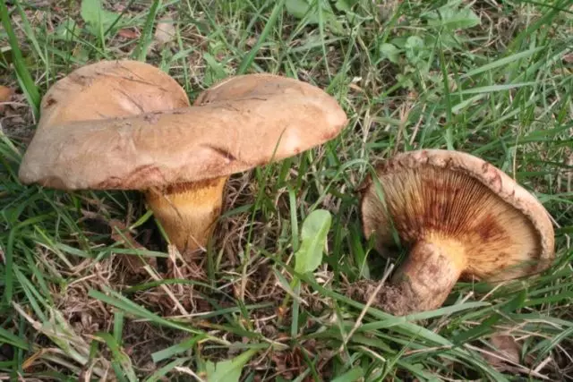 Phylloporus leve-an lò: ki sa dyondyon sanble, ki kote ak ki jan yo grandi, yo se yo manjab oswa ou pa 5878_4