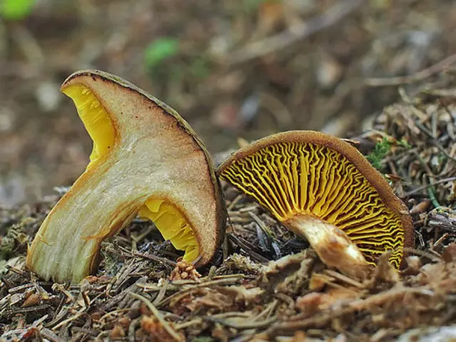 Phylloporus leve-an lò: ki sa dyondyon sanble, ki kote ak ki jan yo grandi, yo se yo manjab oswa ou pa 5878_7