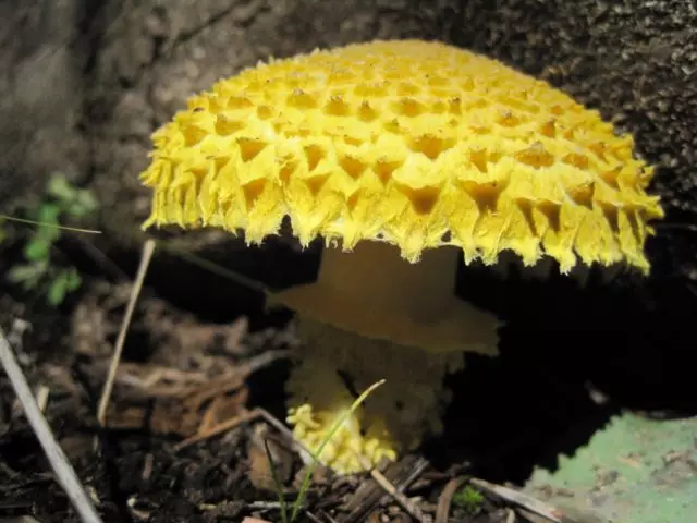 Straw-samasama floccularia (Floccularia straminea): o a ituaiga pulou foliga, o fea ma pe faʻapefea ona latou tutupu, o latou mafai ona 'ai pe leai 5879_1