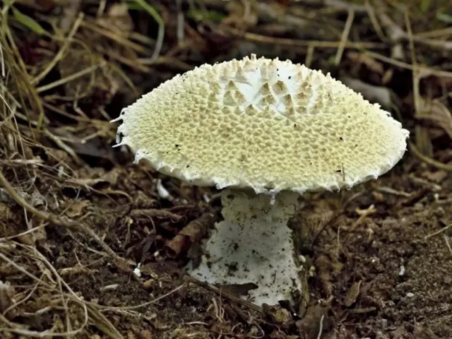 Stro-giele floccularia (Floccularia straminea): hoe sjogge paddestoelen, wêr en hoe se groeie, binne se ietber as net 5879_4