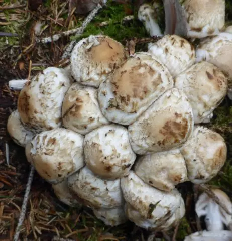 Саман-сары флокулярия (Floccularia straminea): гөмбәләр нинди, кайда һәм ничек үсә, алар ашыйлармы, юкмы? 5879_5