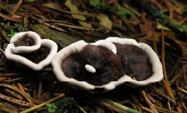 Phellodon anasakaniza (Hericium anasakaniza, Phellodon connatus): kodi bowa amawoneka bwanji, amakula bwanji ndi momwe amakulira, kodi amadya kapena ayi 5880_2