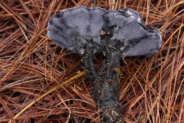 Phellodon fused (Hericium fused, Phellodon connatus): miltä sienet näyttävät, missä ja miten ne kasvavat, ovatko ne syötäviä vai eivät 5880_3