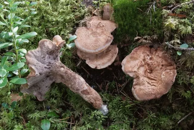 Phellodon fused (Hericium fused, Phellodon connatus): ເຫັດລັກສະນະເປັນແນວໃດ, ຢູ່ໃສແລະພວກມັນເຕີບໃຫຍ່ຂຶ້ນ, ພວກມັນກິນໄດ້ຫຼືບໍ່. 5880_5