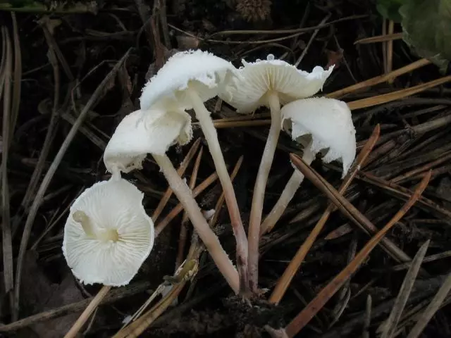 Seminuda cystolepiota: ako vyzerá, kde rastie, požívateľnosť, ako ju rozlíšiť, foto 5884_1