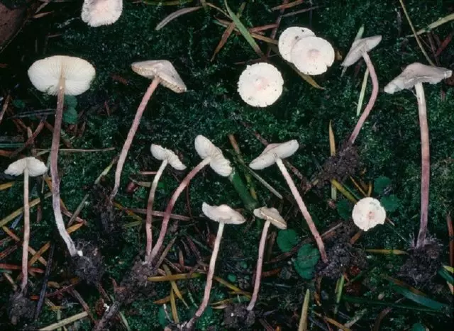 Seminuda cystolepiota: ako vyzerá, kde rastie, požívateľnosť, ako ju rozlíšiť, foto 5884_2