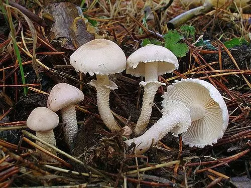 Scaly cystoderm (Scaly umbrella, Cystoderma carcharias): what mushrooms look like, where and how they grow, are they edible or not
