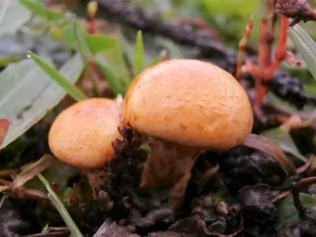 Timbangan bercahaya (Pholiota lucifera): jamur kaya apa, ing endi lan carane tuwuh, bisa dipangan utawa ora 5900_1