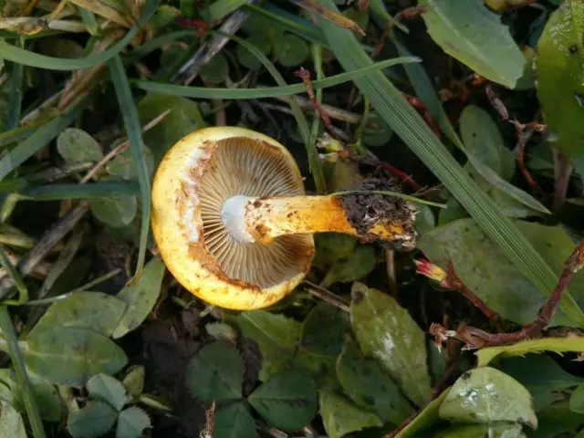 Fényes pikkelyek (Pholiota lucifera): hogyan néznek ki a gombák, hol és hogyan nőnek, ehetők -e vagy sem 5900_2