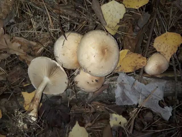 Lumaj skvamoj (Pholiota lucifera): kiel aspektas fungoj, kie kaj kiel ili kreskas, ĉu ili estas manĝeblaj aŭ ne 5900_5