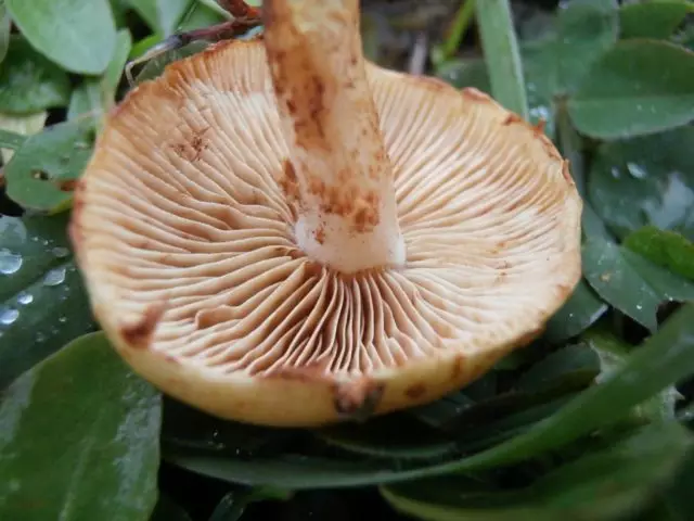 Timbangan bercahaya (Pholiota lucifera): jamur kaya apa, ing endi lan carane tuwuh, bisa dipangan utawa ora 5900_7