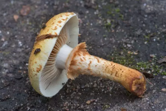 Lýsandi vog (Pholiota lucifera): hvernig sveppir líta út, hvar og hvernig þeir vaxa, eru þeir ætir eða ekki 5900_8