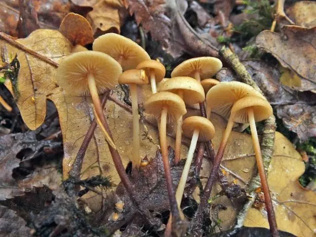 Oak garlic (Marasmius prasiosmus): ụdị olu dị ka, ebe na ka ha si eto, a na -eri ha ma ọ bụ na ha anaghị eri. 5904_1