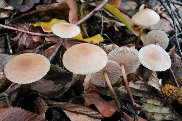 Дабов лук (Marasmius prasiosmus): како изгледаат печурките, каде и како растат, дали се јадат или не. 5904_2