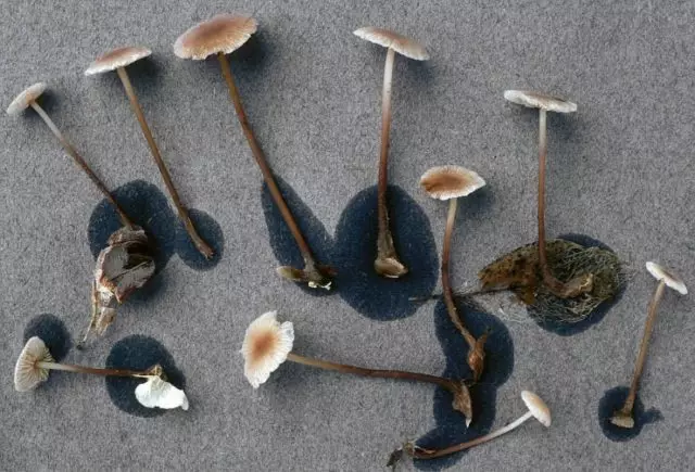 Oak garlic (Marasmius prasiosmus): ụdị olu dị ka, ebe na ka ha si eto, a na -eri ha ma ọ bụ na ha anaghị eri. 5904_3