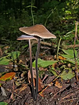 Oak adyo (Marasmius prasiosmus): momwe bowa amawonekera, komwe amakulira komanso momwe amakulira, amadya kapena ayi. 5904_4