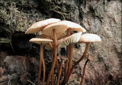 Oak adyo (Marasmius prasiosmus): momwe bowa amawonekera, komwe amakulira komanso momwe amakulira, amadya kapena ayi. 5904_5