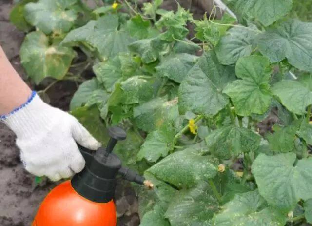 Whitefly luga o kukama i totonu o le greenhouse ma i le fanua matala: faʻafefea ona aveʻese, folk remedies, ata 5905_15