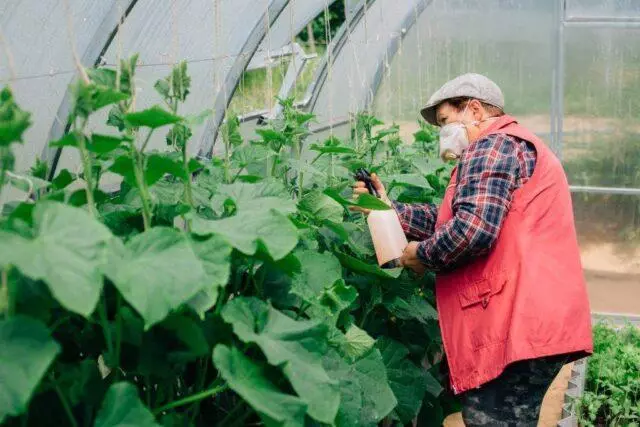 Whitefly luga o kukama i totonu o le greenhouse ma i le fanua matala: faʻafefea ona aveʻese, folk remedies, ata 5905_6