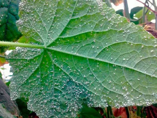 Cara nyingkirake whitefly ing griya ijo nalika musim gugur 5908_1