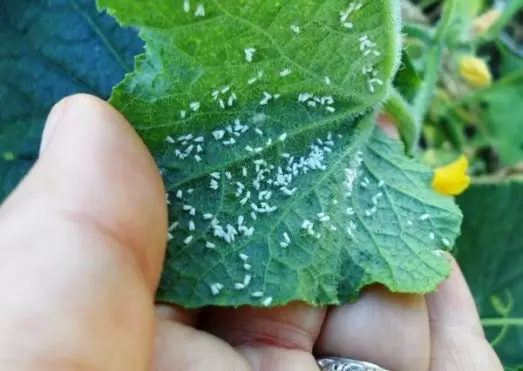 Hoe zich te ontdoen van witte vlieg in een kas in de herfst? 5908_3