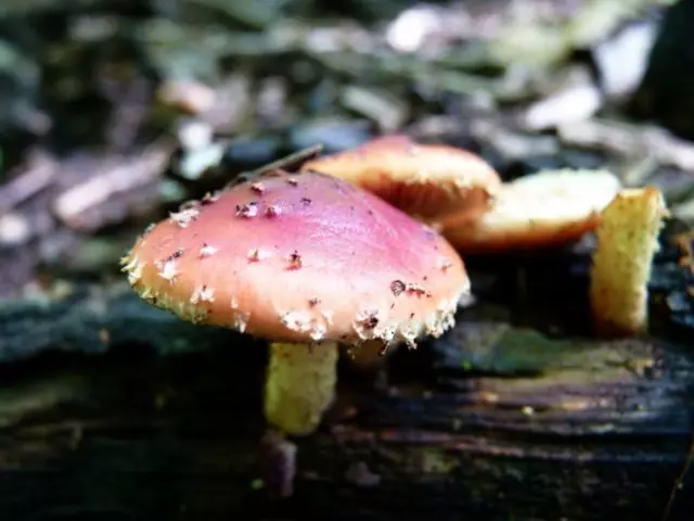 Mehrfarbige Schuppenschuppen (Pholiota polychroa): Wie sehen Pilze aus, wo und wie wachsen sie, sind sie essbar oder nicht 5909_1