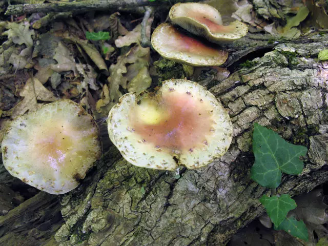 Mehrfarbige Schuppenschuppen (Pholiota polychroa): Wie sehen Pilze aus, wo und wie wachsen sie, sind sie essbar oder nicht 5909_2