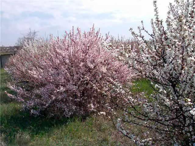 Albalı keçə: müxtəliflik təsviri, fotoşəkillər, rəylər 5915_3