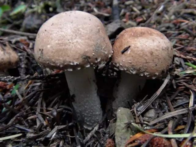 Champignon aħmar skur: huwa possibbli li tiekol, fejn tikber, kif jidher, regoli tal-ġbir, ritratt 5926_1