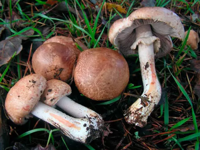 Champignon umutuku wijimye: birashoboka kurya, aho ikura, uko isa, amategeko yo gukusanya, ifoto 5926_2