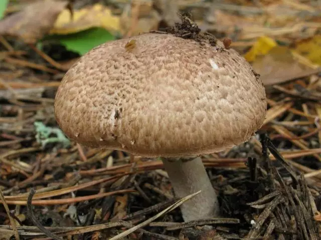 Champignon gorri iluna: jateko aukera al dago, non hazten den, nolakoa den, bildumako arauak, argazkia 5926_4